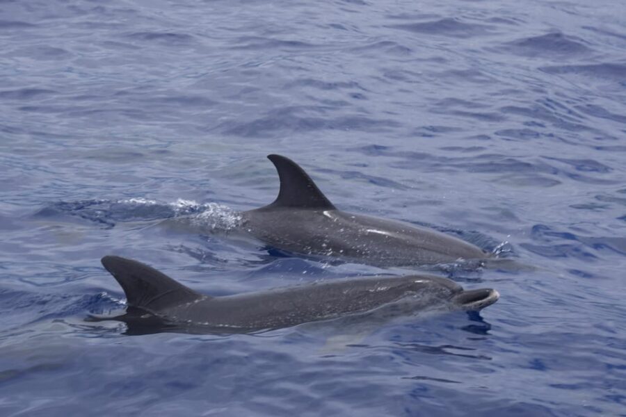 Funchal: Sunset over water by RIB boat +opt Dolphin/Whale - What Past Travelers Say