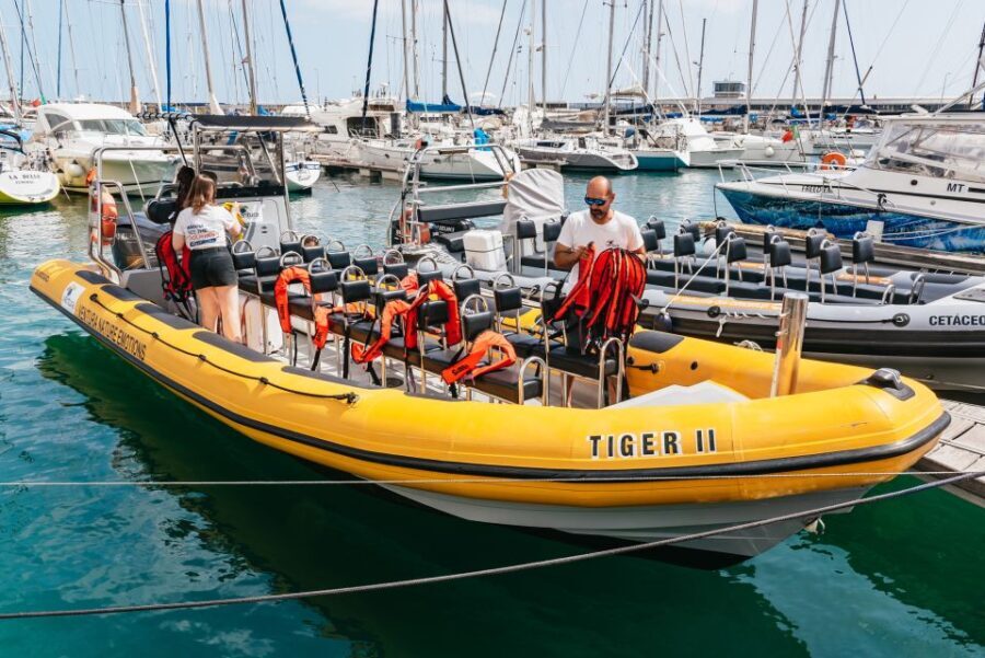 Funchal: Whale and Dolphin Watching Speed Boat Tour - Pricing and Value