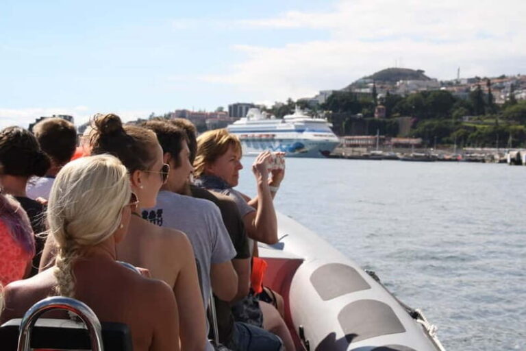 Funchal: Whale Watching and Swimming with Dolphins Cruise - What to Know Before You Book