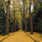 Furnas & Terra Nostra Botanic Park Tour w/Lunch + Hotsprings - Practical Details and What to Expect