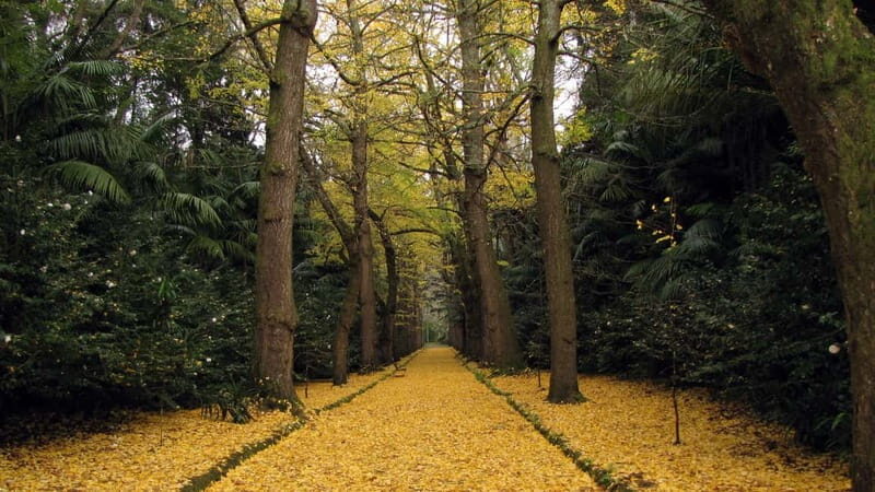 Furnas & Terra Nostra Botanic Park Tour w/Lunch + Hotsprings - Practical Details and What to Expect