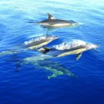 Fuzeta: Dolphin Observation Tour - FAQ