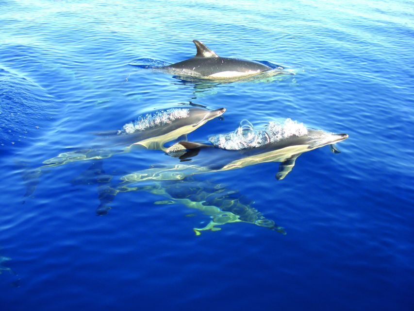 Fuzeta: Dolphin Observation Tour - FAQ