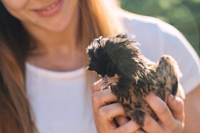 Gallura Picnic in the Farm with Animals - Who Will Love This?