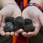 Gaon - Istria: Truffles Hunting & Cooking & Tasting - Learning About Truffle Varieties and Usage