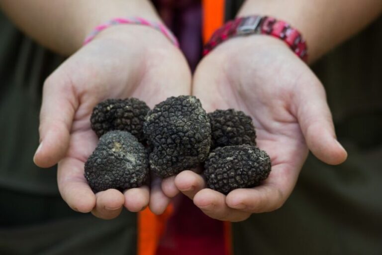 Gaon - Istria: Truffles Hunting & Cooking & Tasting - Learning About Truffle Varieties and Usage