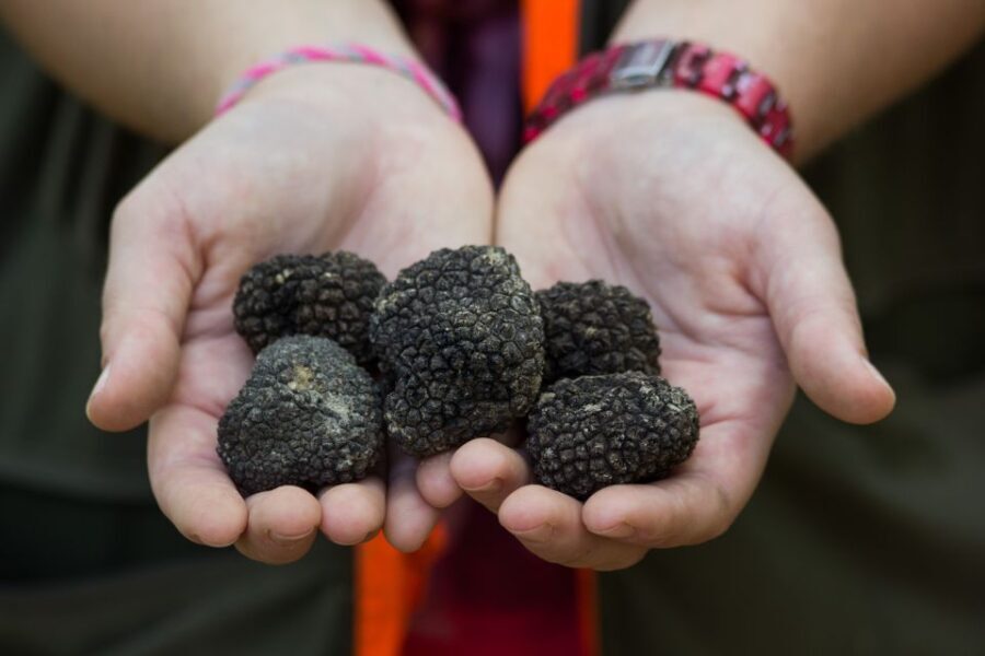 Gaon - Istria: Truffles Hunting & Cooking & Tasting - Learning About Truffle Varieties and Usage
