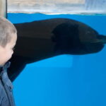 Gardaland SEA LIFE Aquarium: Open Date Entry Ticket - Pricing and Value