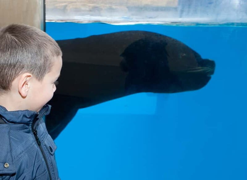 Gardaland SEA LIFE Aquarium: Open Date Entry Ticket - Pricing and Value
