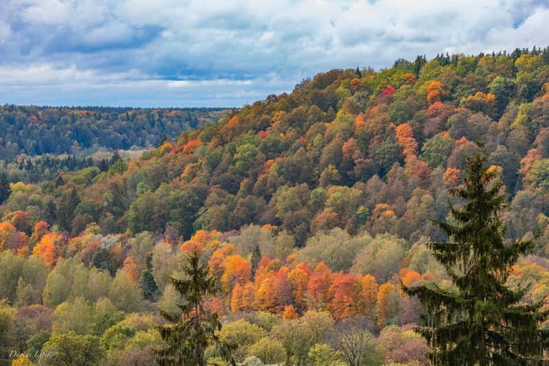 Gauja National Park Guided Hiking Tour - A Deep Dive into the Gauja National Park Experience