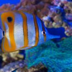 Genoa: Aquarium & Christopher Columbus' House Entry Tickets - What to Expect at the Aquarium of Genoa