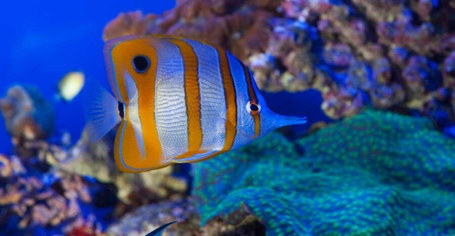 Genoa: Aquarium & Christopher Columbus' House Entry Tickets - What to Expect at the Aquarium of Genoa