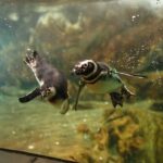 Genoa: Aquarium of Genoa Entry Ticket - The Cost-Value Balance