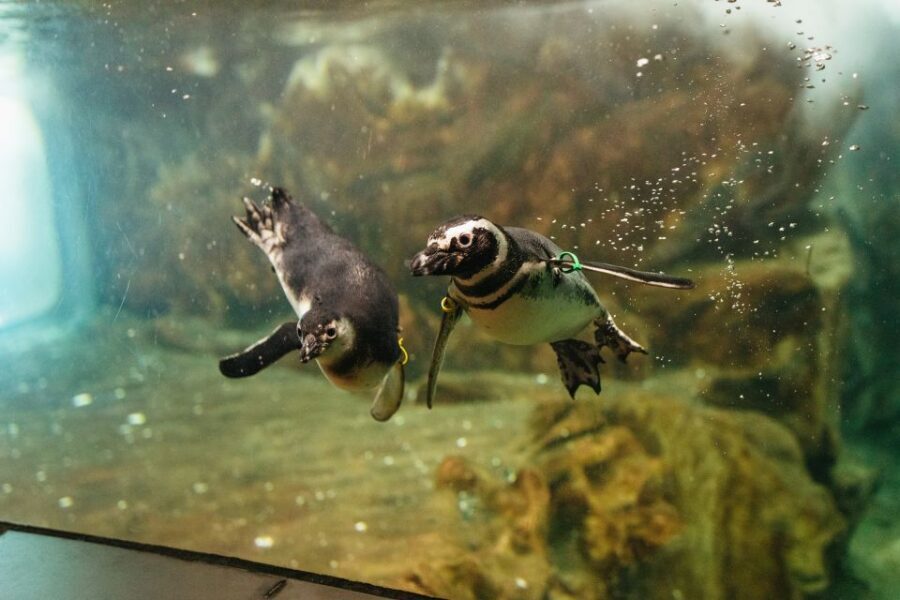 Genoa: Aquarium of Genoa Entry Ticket - The Cost-Value Balance