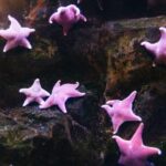 Genoa: Aquarium of Genoa with Lunch - The Culinary Highlight: Lunch at Tender Cafè