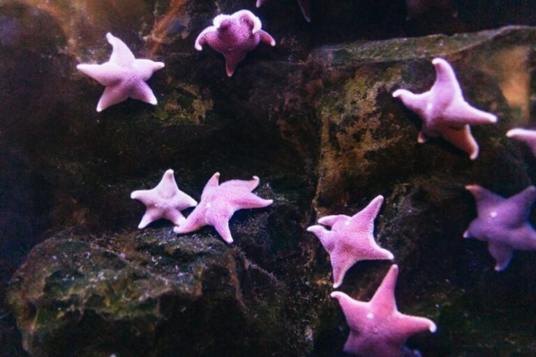 Genoa: Aquarium of Genoa with Lunch - The Culinary Highlight: Lunch at Tender Cafè