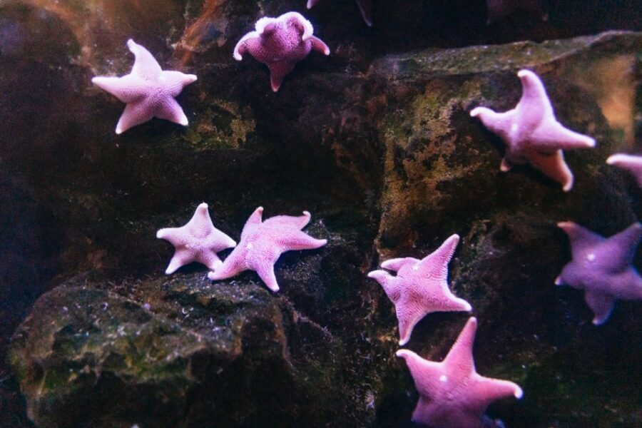 Genoa: Aquarium of Genoa with Lunch - The Culinary Highlight: Lunch at Tender Cafè