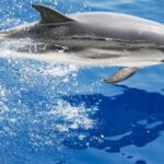 Genoa: Cetacean Watching Cruise with Marine Biologist Guide - Authentic Reviews in Context