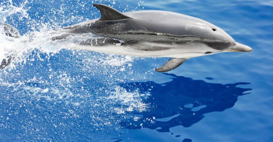 Genoa: Cetacean Watching Cruise with Marine Biologist Guide - Authentic Reviews in Context