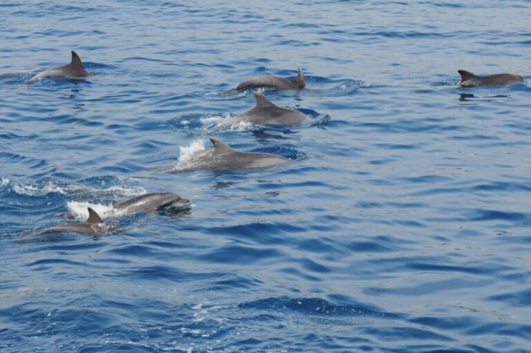 Genoa: Pelagos Sanctuary Whale Watching Cruise - Who Will Love This Tour?