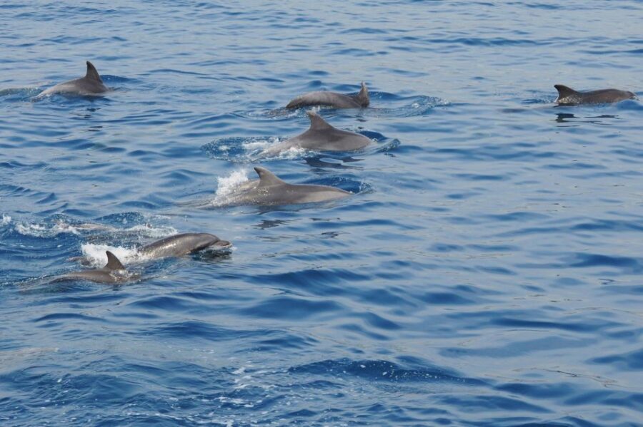 Genoa: Pelagos Sanctuary Whale Watching Cruise - Who Will Love This Tour?