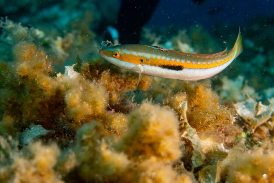 Genoa: snorkeling a stone's throw from downtown - What’s on the Itinerary?