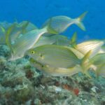 Genoa: Snorkeling tour along the Genoa coastline - What the Experience Includes and What It Doesnt