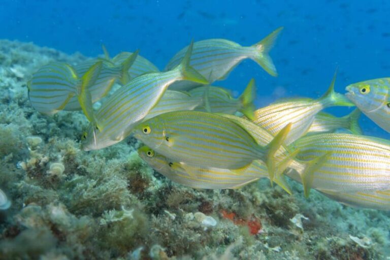 Genoa: Snorkeling tour along the Genoa coastline - What the Experience Includes and What It Doesnt