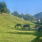 Gentle Hike & Panoramic Dinner! Bellagio - Authenticity and Unique Highlights