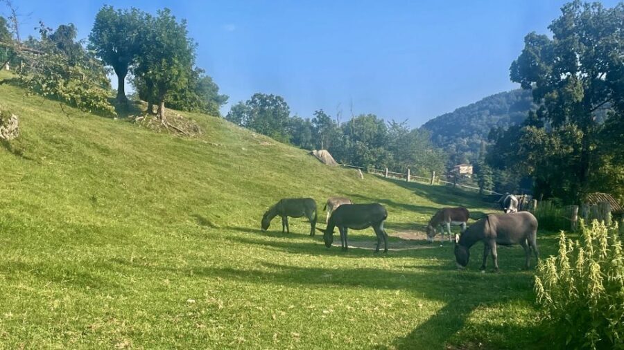Gentle Hike & Panoramic Dinner! Bellagio - Authenticity and Unique Highlights