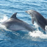 Giardini Naxos: Dolphin Catamaran Sunset Tour with Aperetif - What Makes This Tour Stand Out?