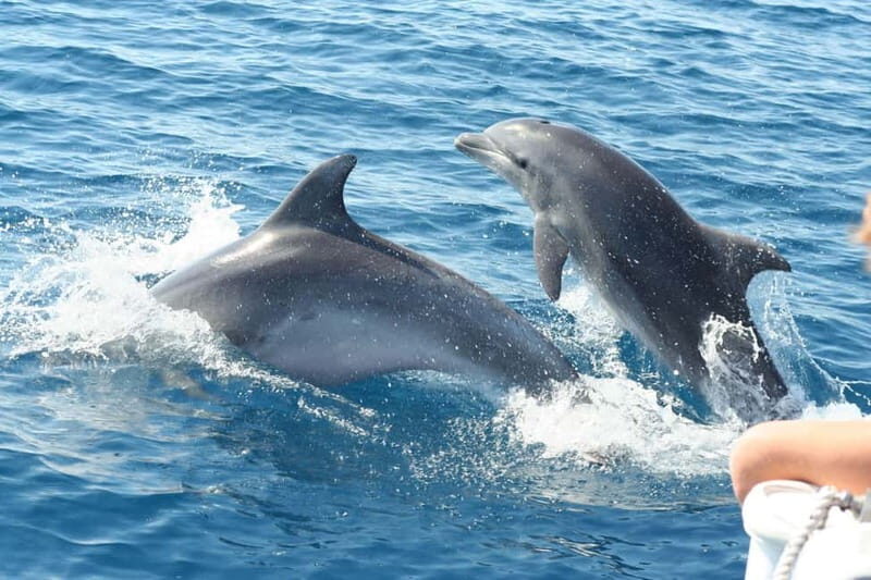 Giardini Naxos: Dolphin Catamaran Sunset Tour with Aperetif - What Makes This Tour Stand Out?