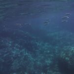 Giardini Naxos - Taormina 2 hours boat tour with snorkeling - Authenticity and Reviews