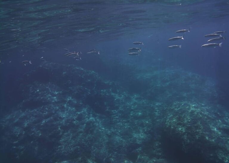 Giardini Naxos - Taormina 2 hours boat tour with snorkeling - Authenticity and Reviews