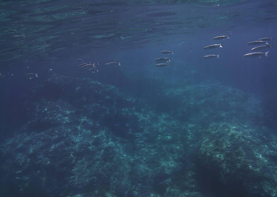Giardini Naxos - Taormina 2 hours boat tour with snorkeling - Authenticity and Reviews