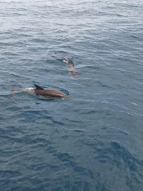 Giardini Naxos Taormina: Dolphin Watching Sunset Tour - Who Is This Tour Best For?