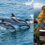 Gibraltar: Dolphin Watch Cruise & Cable Car Fast Track Combo - Who Should Consider This Tour