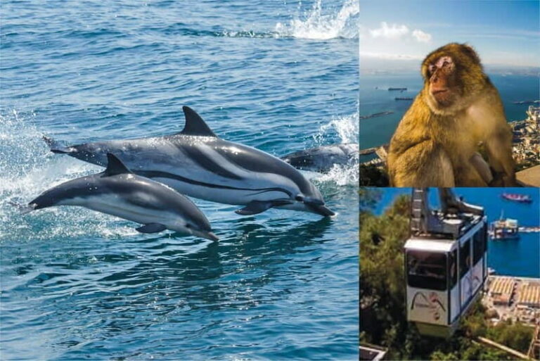 Gibraltar: Dolphin Watch Cruise & Cable Car Fast Track Combo - Who Should Consider This Tour