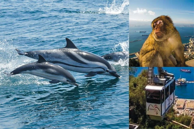 Gibraltar: Dolphin Watch Cruise & Cable Car Fast Track Combo - Who Should Consider This Tour
