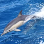 Gibraltar: Dolphin Watching Tour - The Experience: Why it’s Worth It