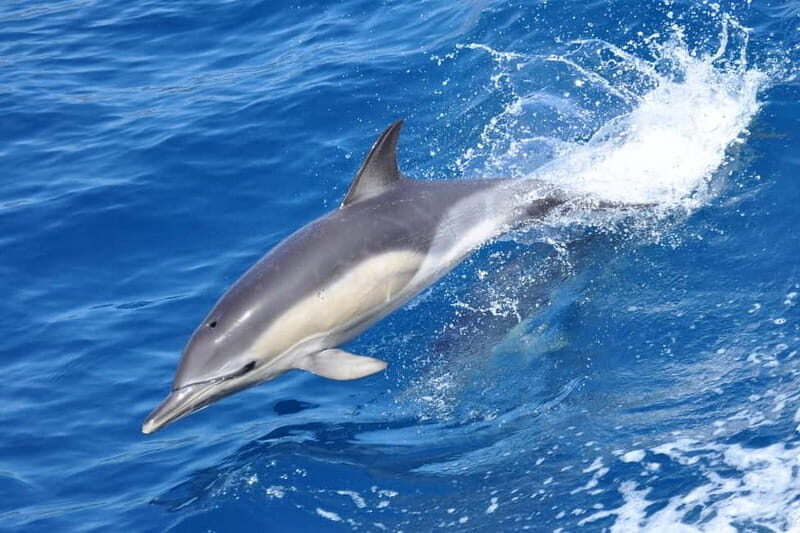 Gibraltar: Dolphin Watching Tour - The Experience: Why it’s Worth It