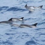 Gibraltar Dolphins Watching Day Trip from Seville - Who Should Consider This Tour?