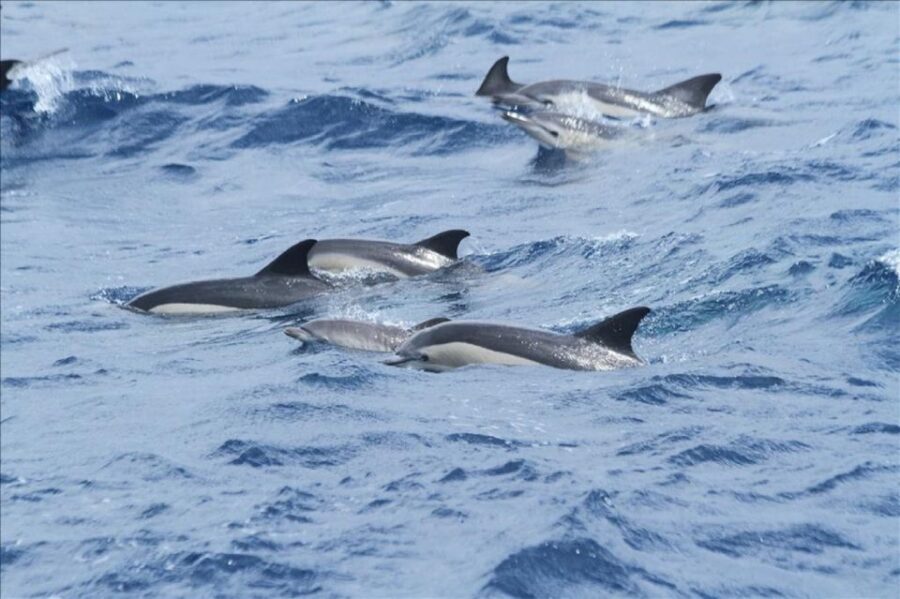 Gibraltar Dolphins Watching Day Trip from Seville - Who Should Consider This Tour?