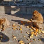 Gibraltar Sightseeing Tour with Monkeys and Panoramic views - What to Expect