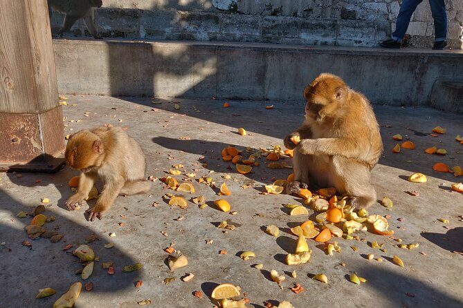 Gibraltar Sightseeing Tour with Monkeys and Panoramic views - What to Expect