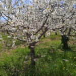 Gioia: E-Bike Ride and Cooking Class in Countryside - A Complete Breakdown of What to Expect