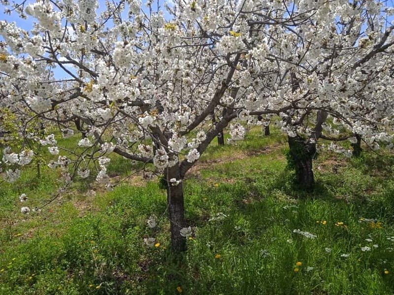 Gioia: E-Bike Ride and Cooking Class in Countryside - A Complete Breakdown of What to Expect