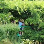 Giverny Private Half-Day Trip including Claude Monet' Gardens & House from Paris - What You Can Expect from the Tour