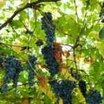 Gjirokaster: Vineyard, Wine Tasting & Farm-to-Table Dining - What to Expect During the Tour