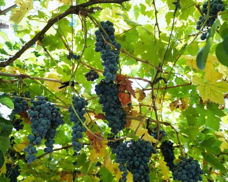 Gjirokaster: Vineyard, Wine Tasting & Farm-to-Table Dining - What to Expect During the Tour
